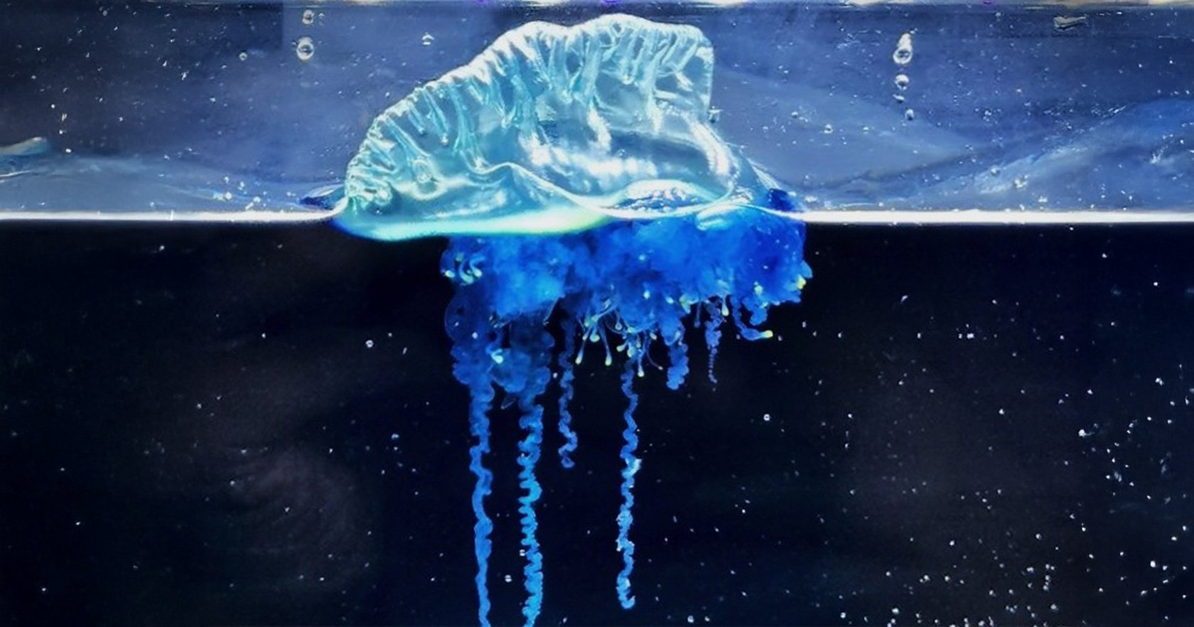 Physalia mikazuki sp. nov. (Phylum Cnidaria; class Hydrozoa) blown into ...